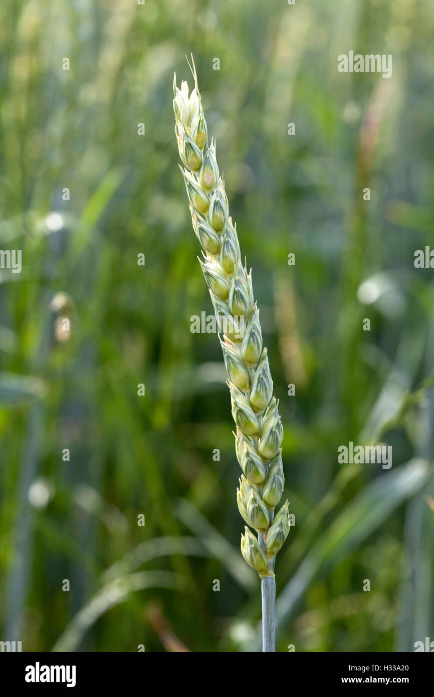 Day spike hi-res stock photography and images - Alamy