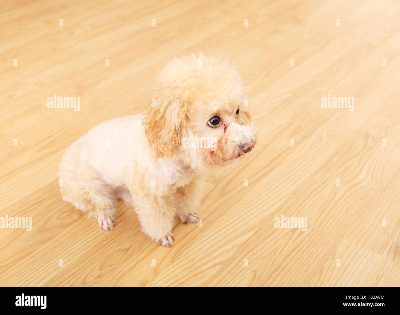 Poodle face hi-res stock photography and images - Alamy