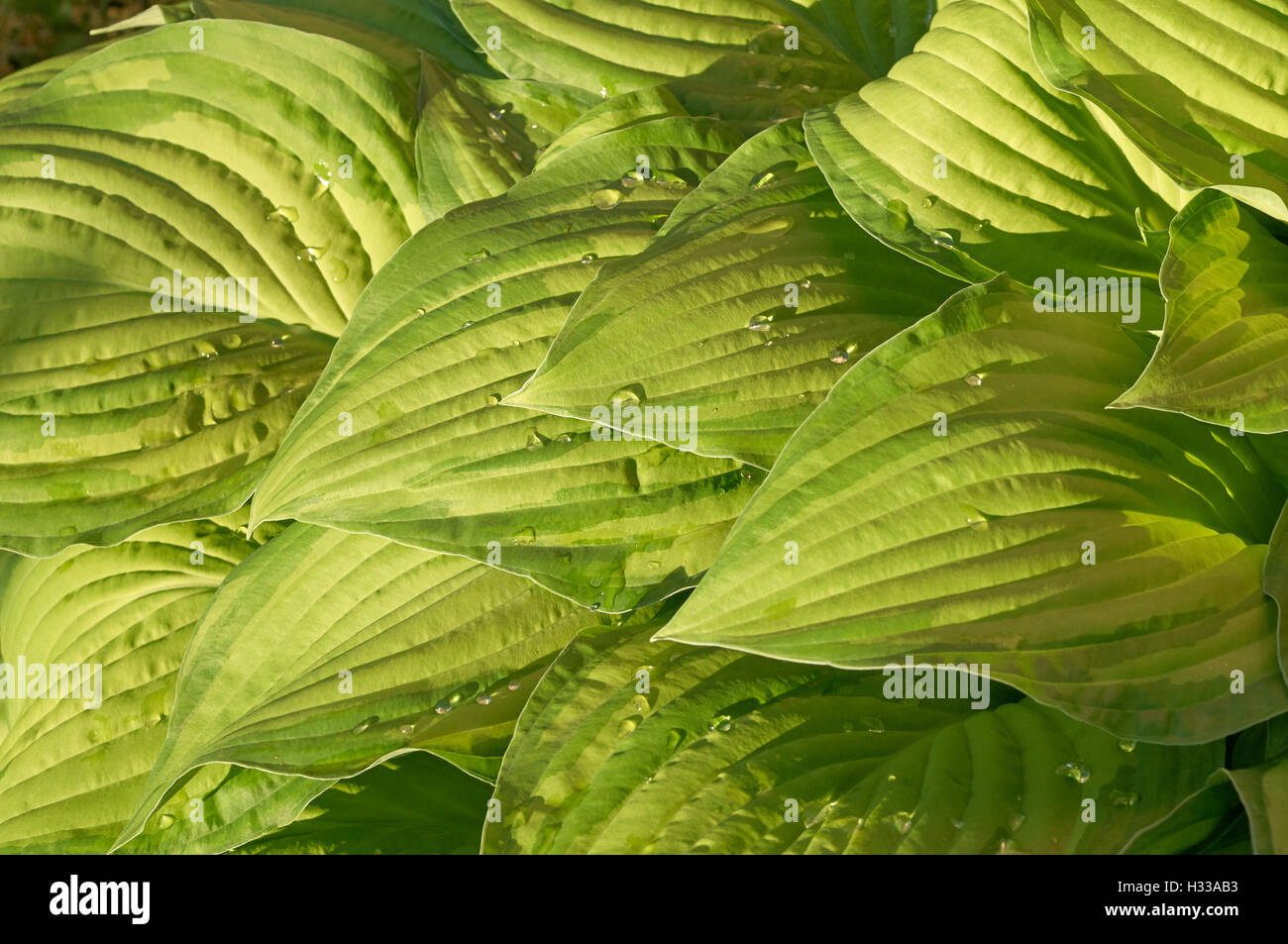 Leaves of hosta with water drops in the garden Stock Photo - Alamy