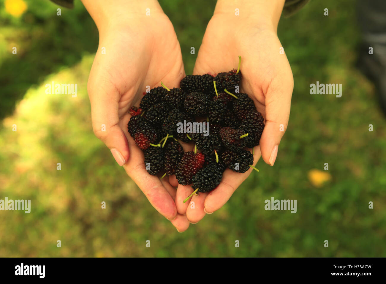 Handful of Berries Stock Photo - Alamy