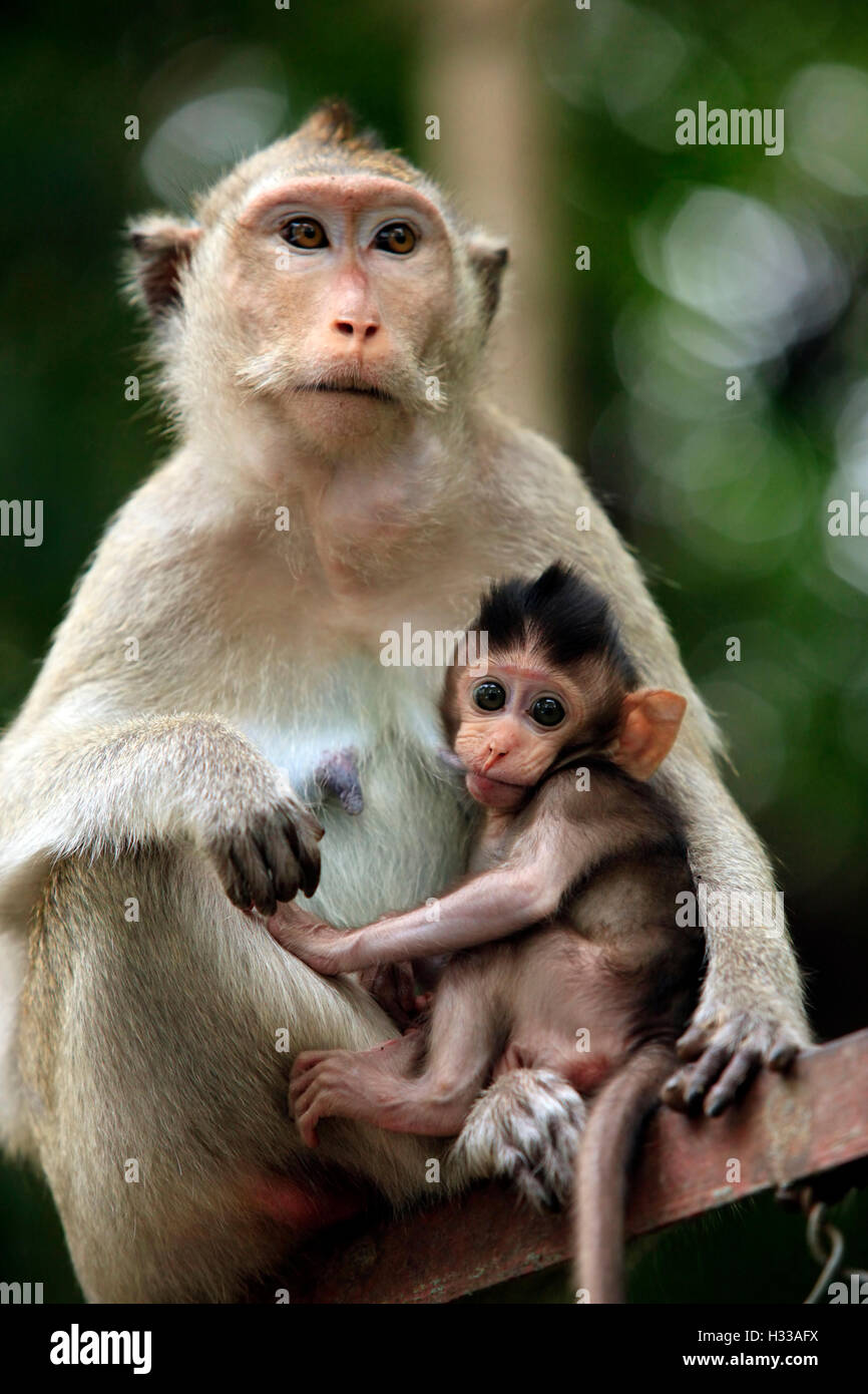 Family of monkeys Stock Photo - Alamy