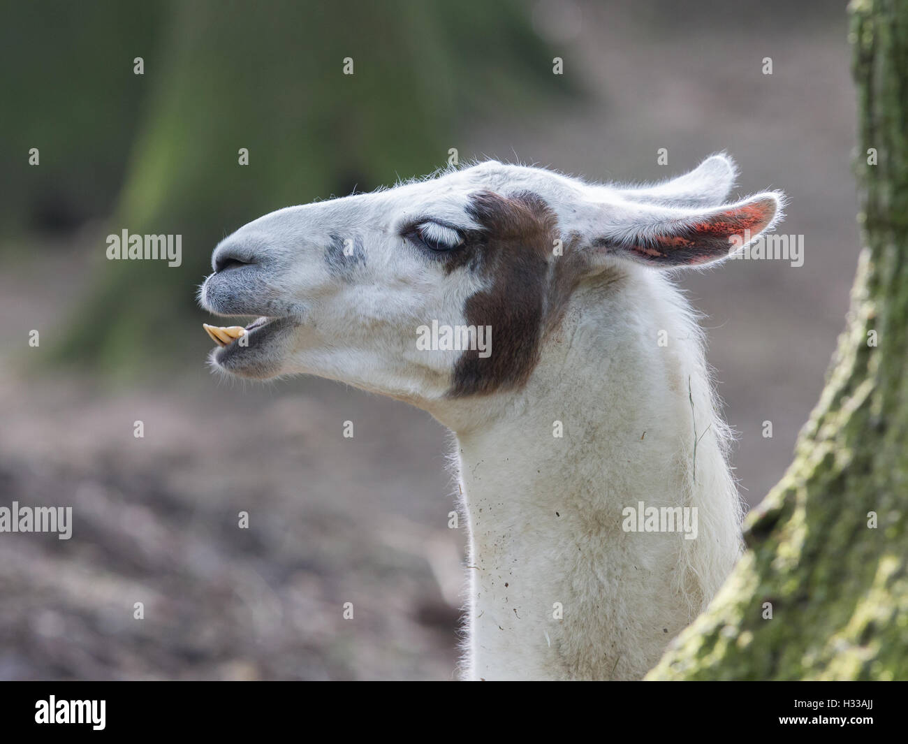 Lama with dark nature background Stock Photo - Alamy