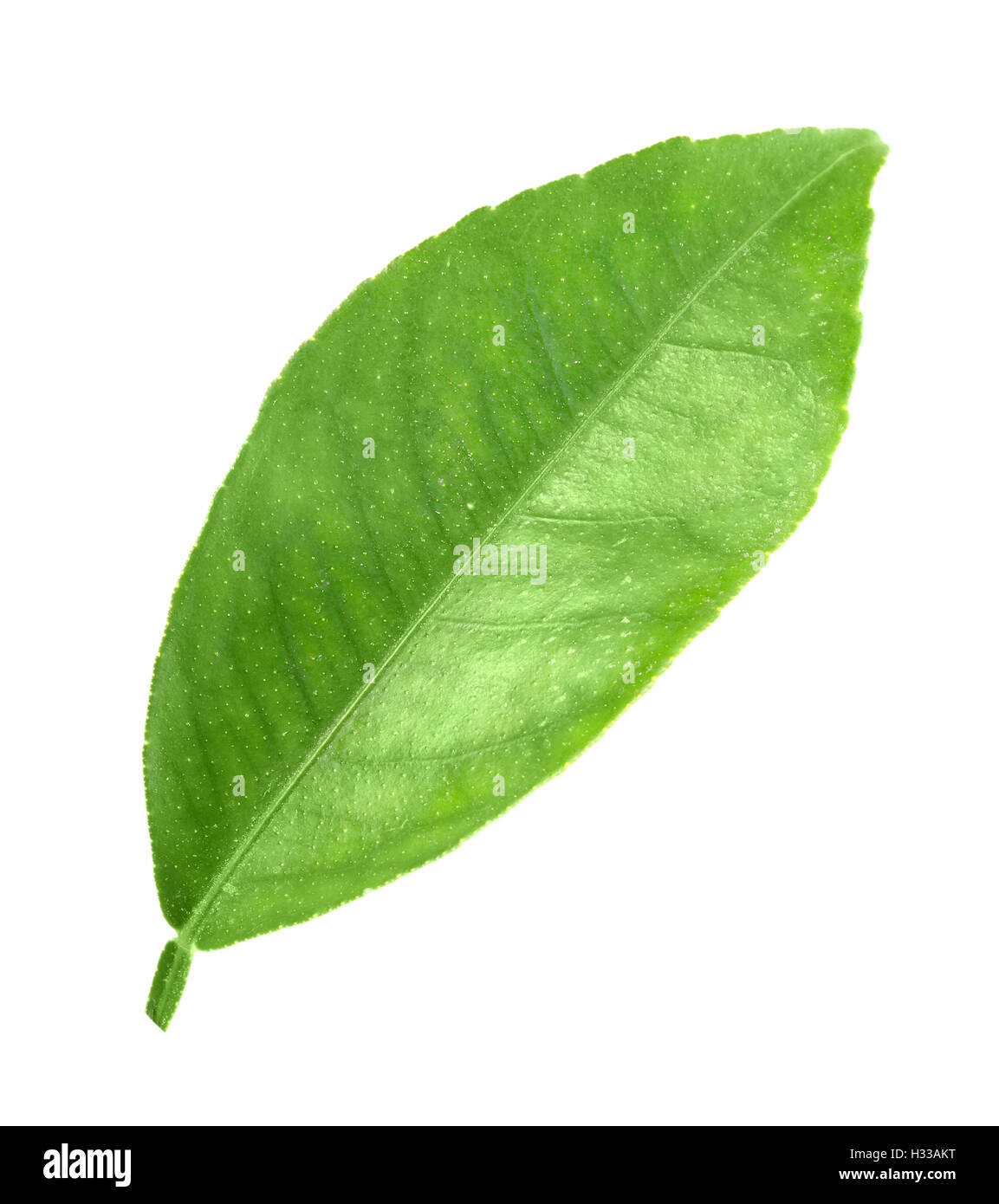 Green leaf of citrus-tree Stock Photo - Alamy