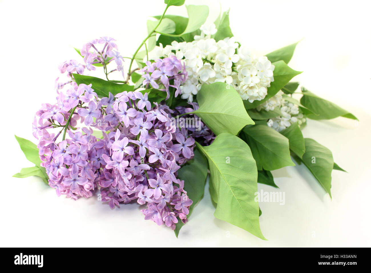 Purple elder tree hi-res stock photography and images - Alamy