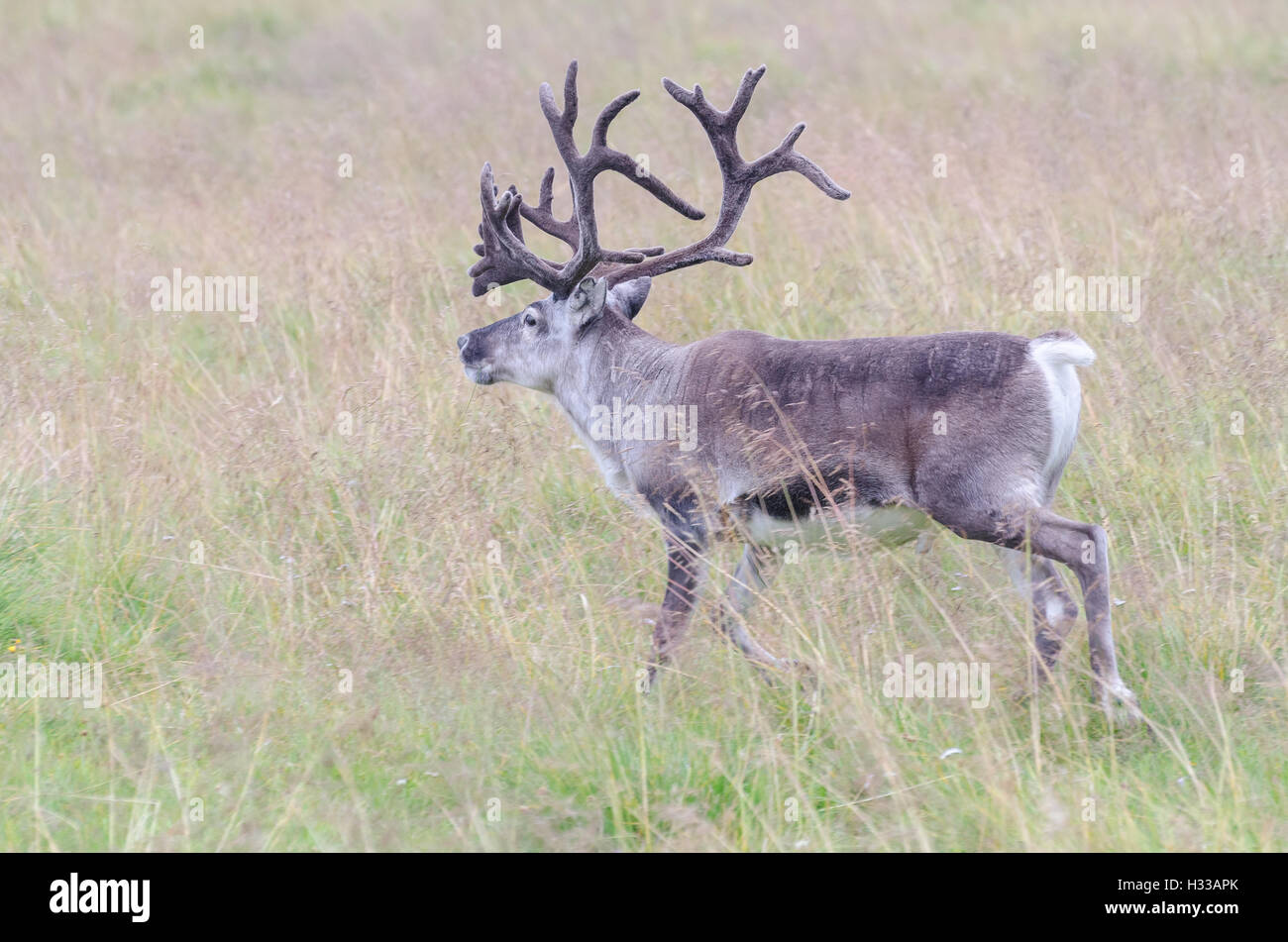 Wild reindeer running tundra hi-res stock photography and images - Alamy