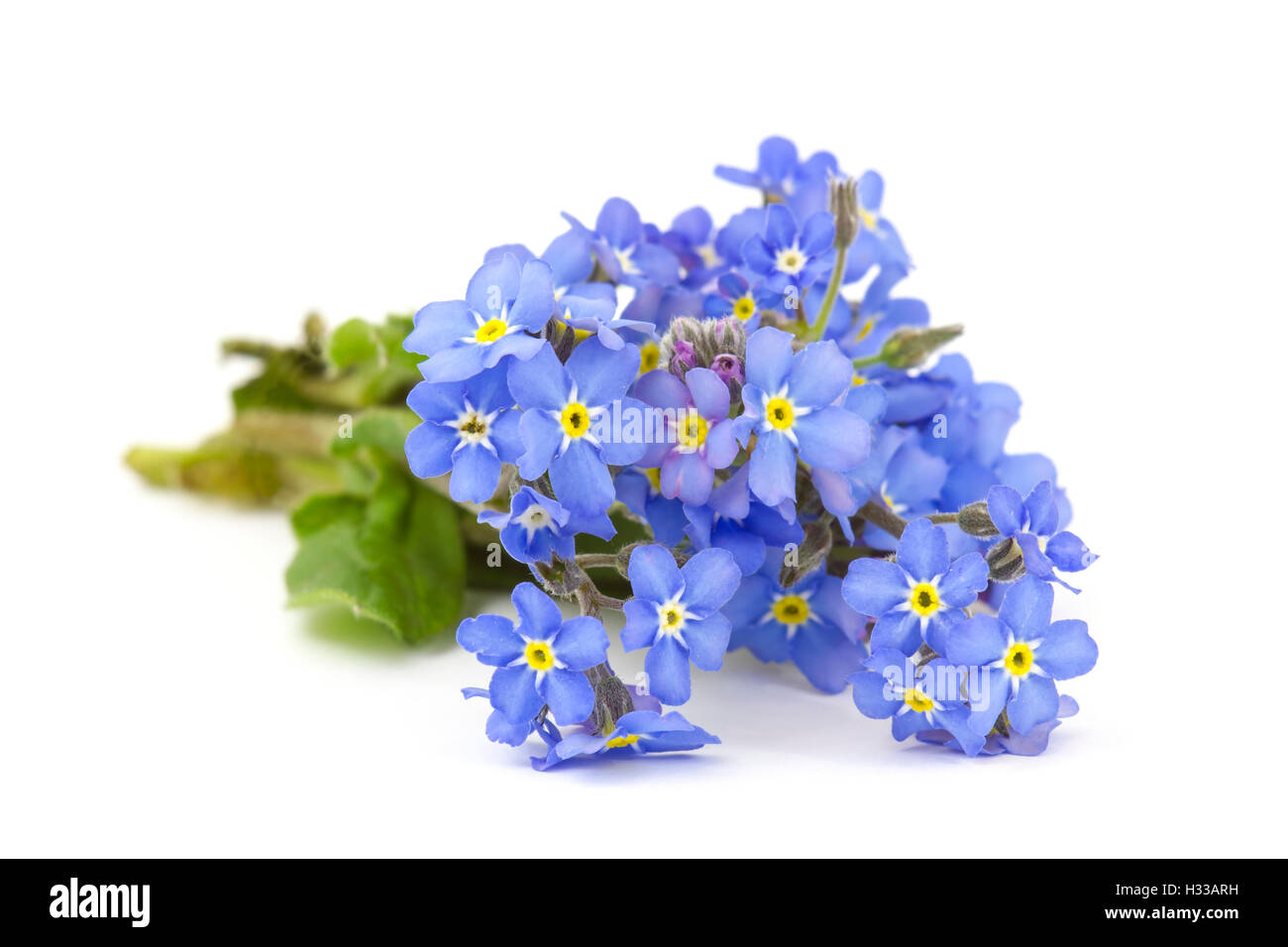 forget me not flowers Stock Photo - Alamy