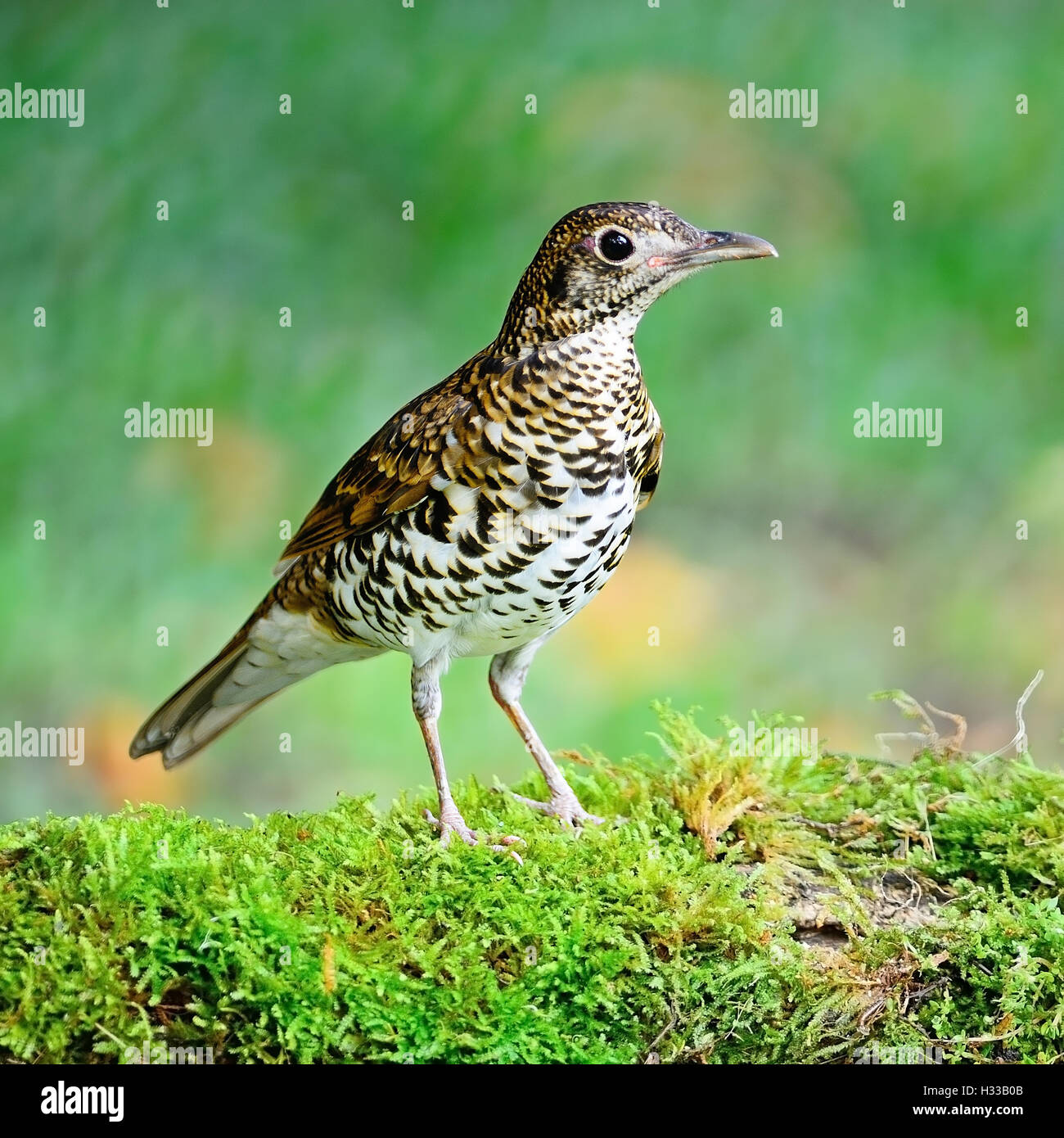 Yellow thrush hi-res stock photography and images - Alamy