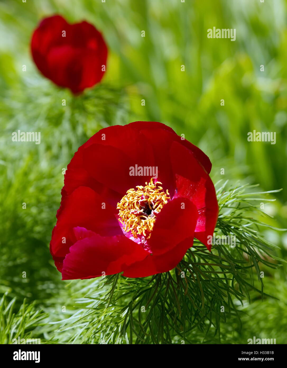 Paeonia tenuifolia flower Stock Photo - Alamy