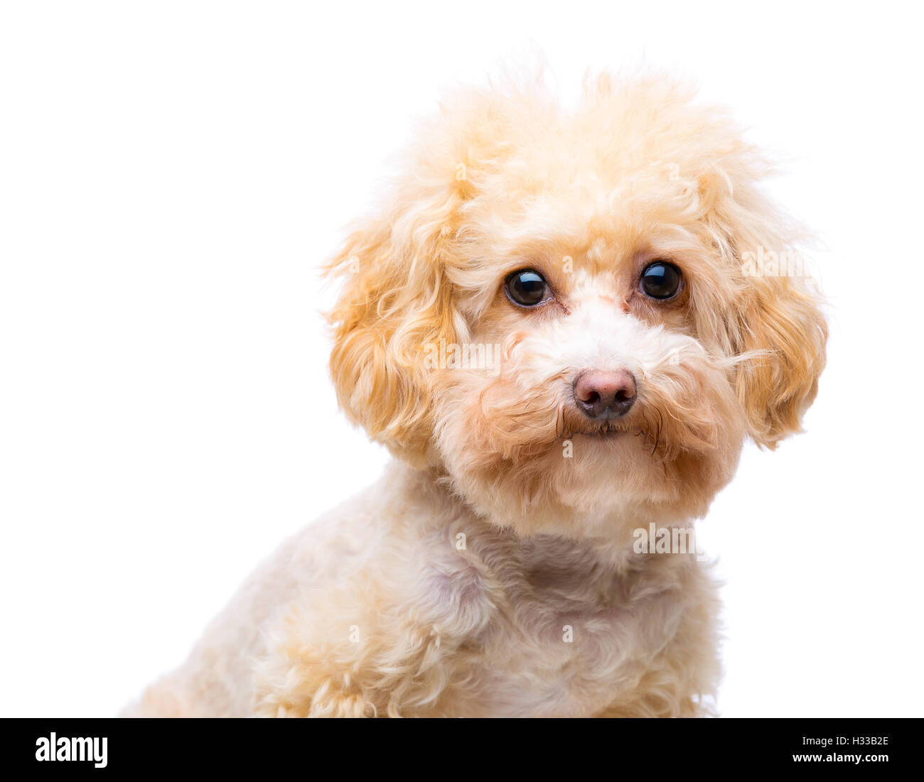 Funny poodle hi-res stock photography and images - Alamy