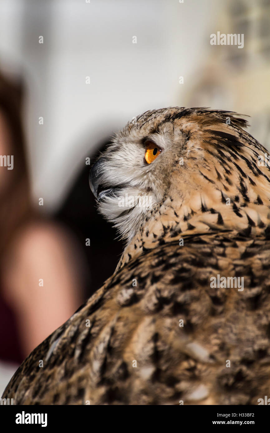 eagle owl, detail of head, lovely plumage Stock Photo - Alamy