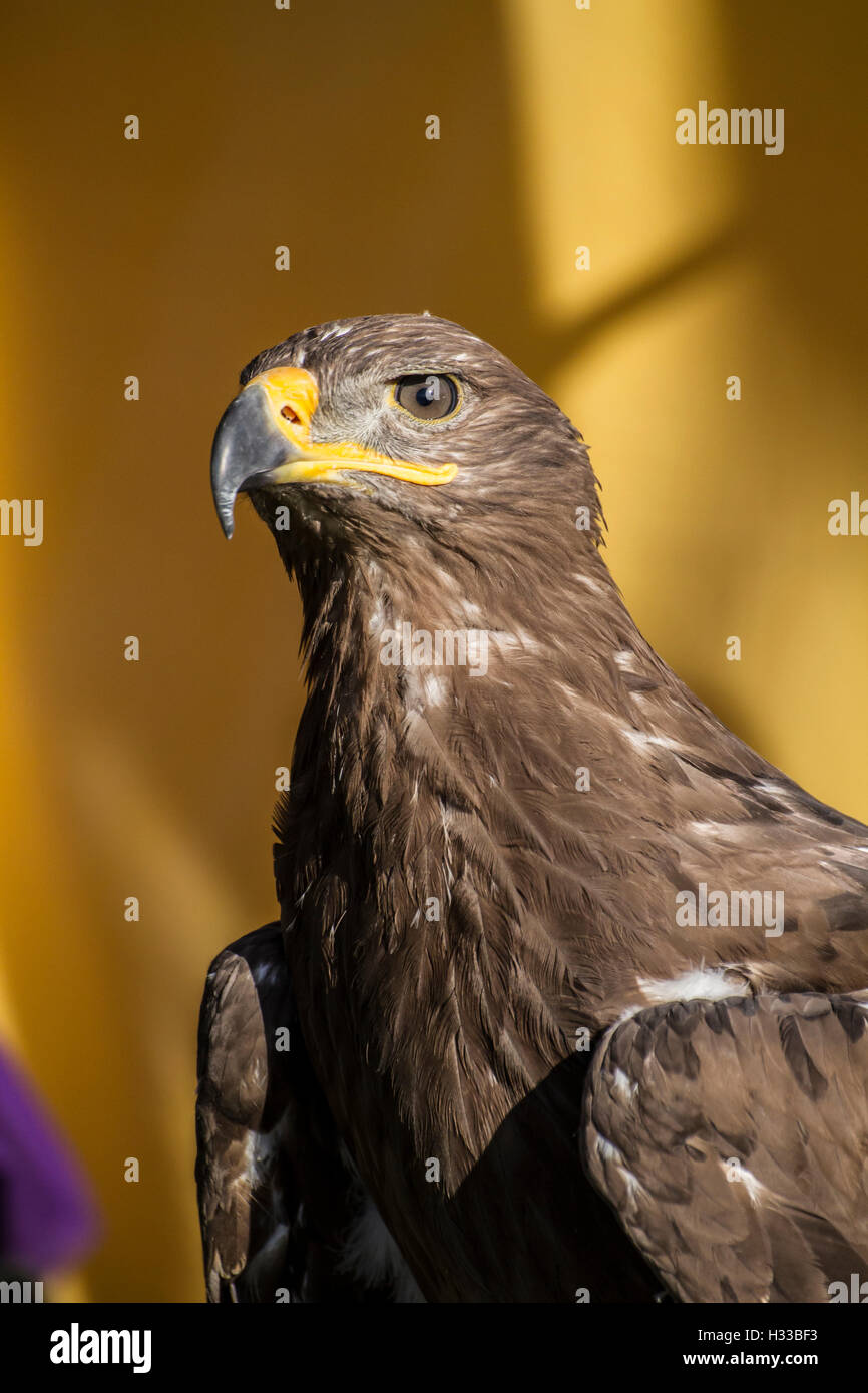 White tailed bea hi-res stock photography and images - Alamy