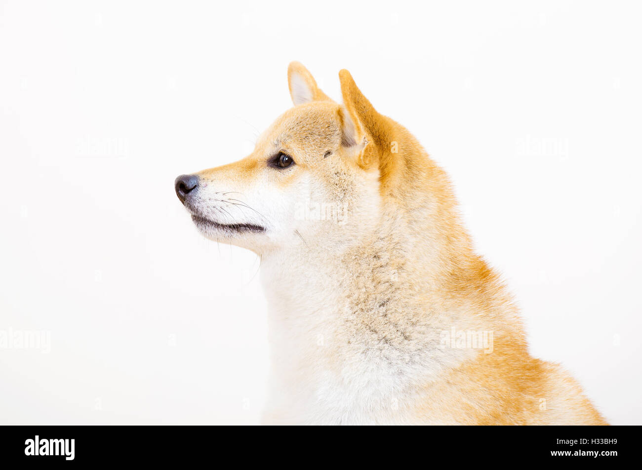Shiba inu profile hi-res stock photography and images - Alamy