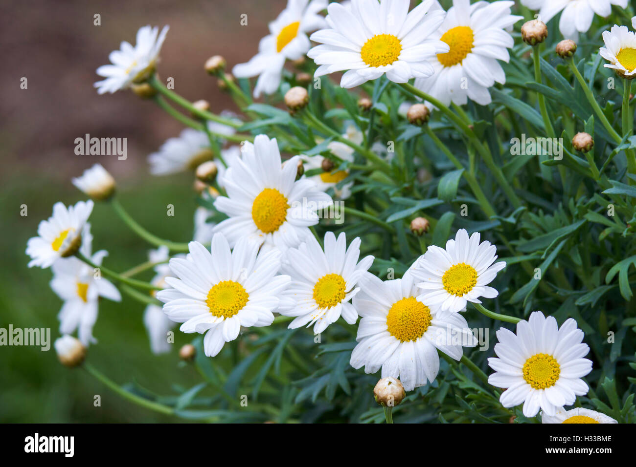 daisies in the nature Stock Photo - Alamy