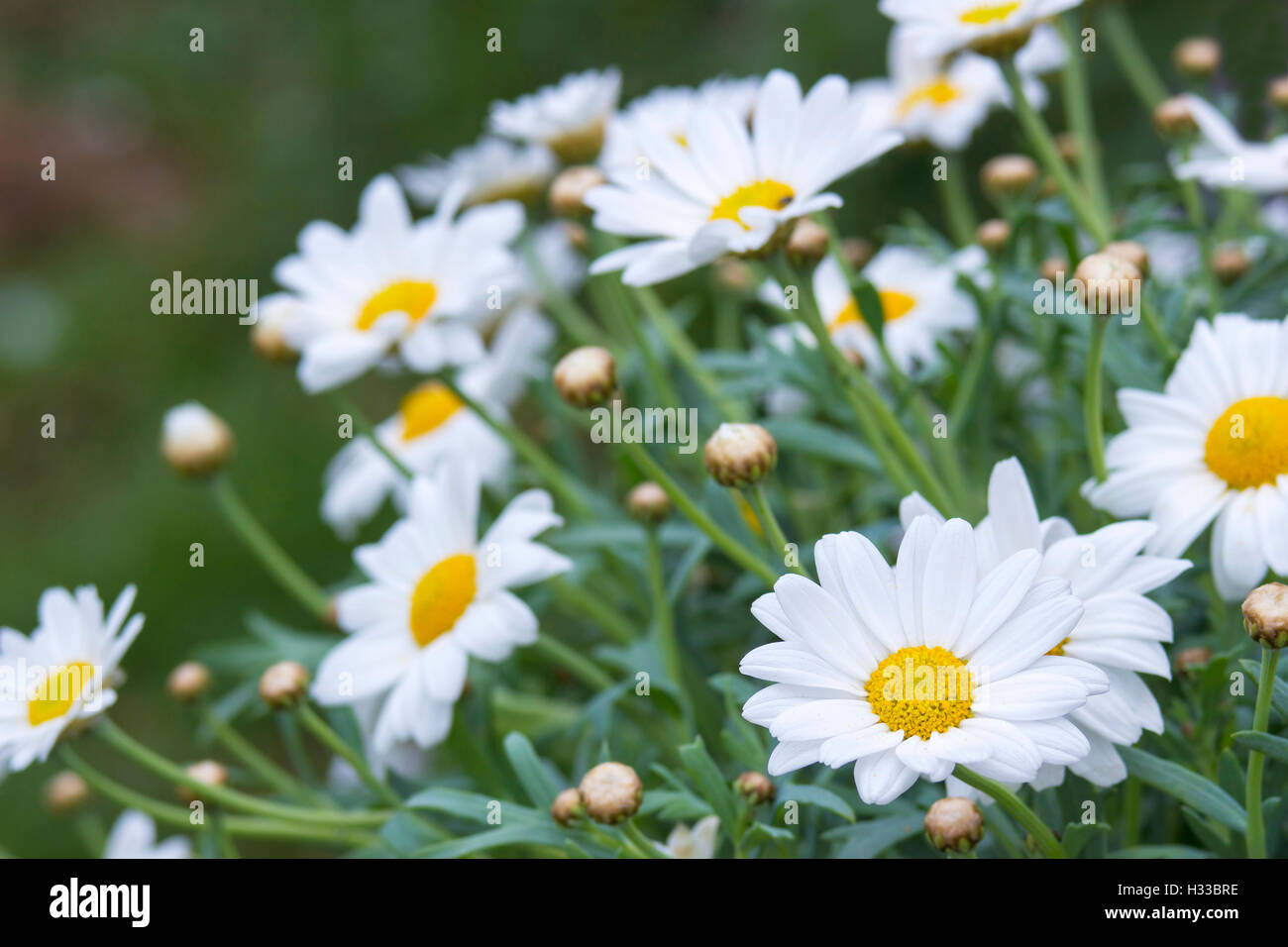 daisies in the nature Stock Photo - Alamy