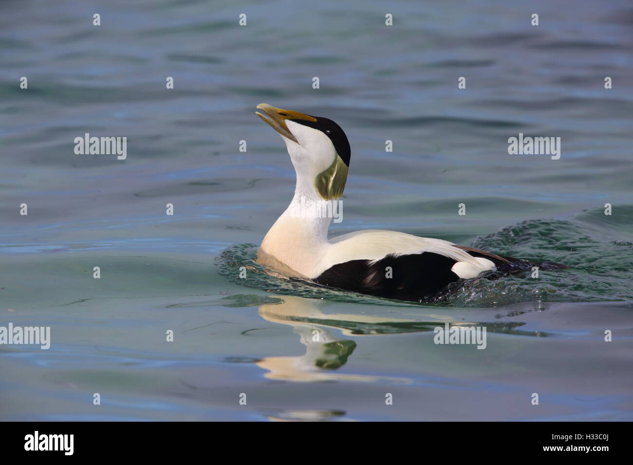 Drake Common Eider close inshore in Northumberland, England, UK Stock ...