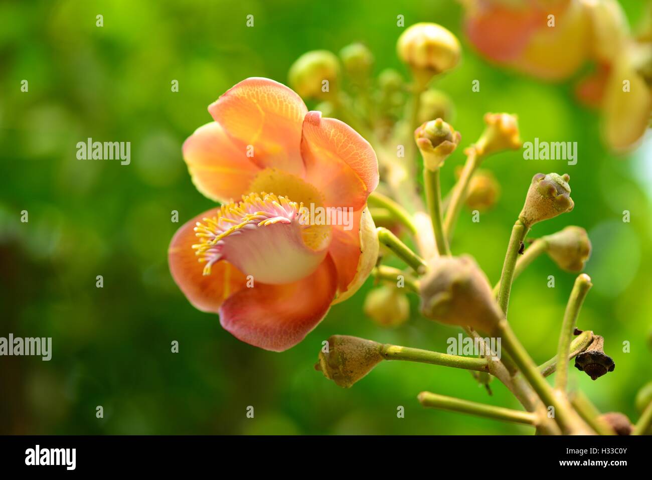 Orange blossom cannonball hi-res stock photography and images - Alamy