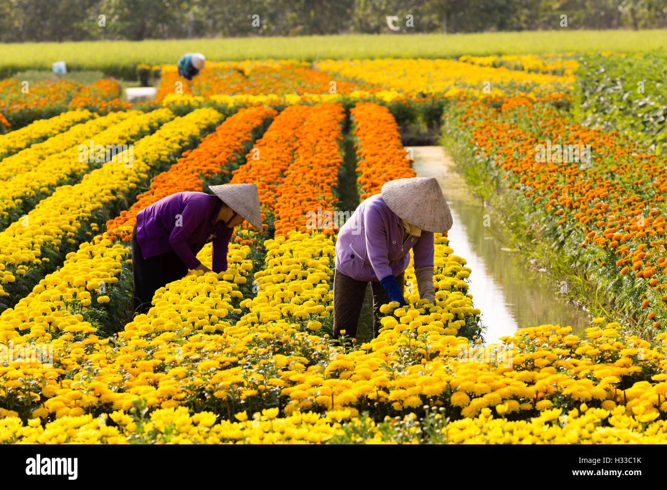 Harvesting flower in Vietnam during Holidays Stock Photo - Alamy