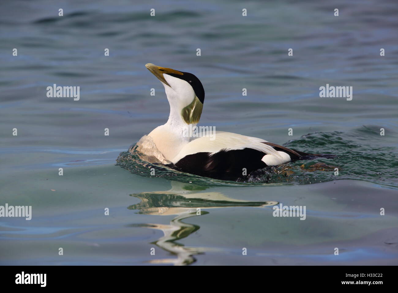 Common eider drake reflection hi-res stock photography and images - Alamy