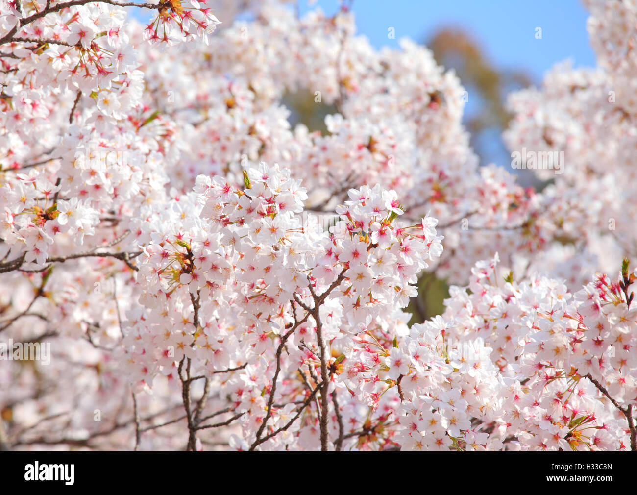 Sakura tree over blue sky Stock Photo - Alamy