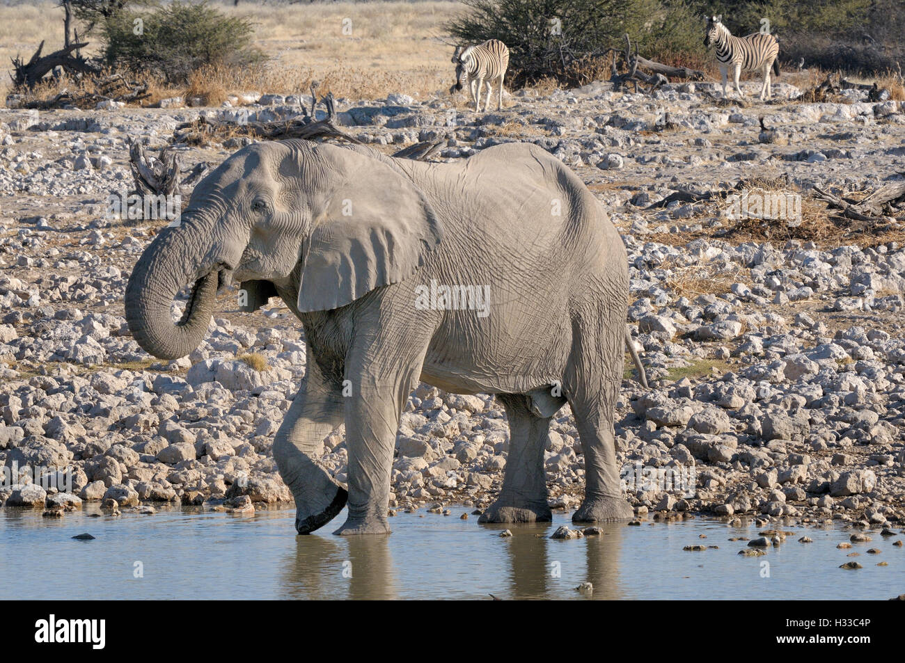 Elephant and zebras Stock Photo - Alamy