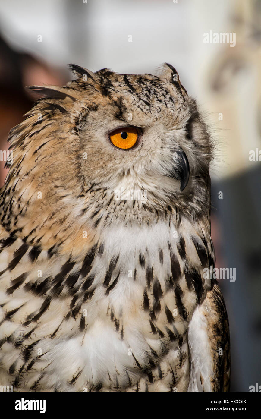 eagle owl, detail of head, lovely plumage Stock Photo - Alamy