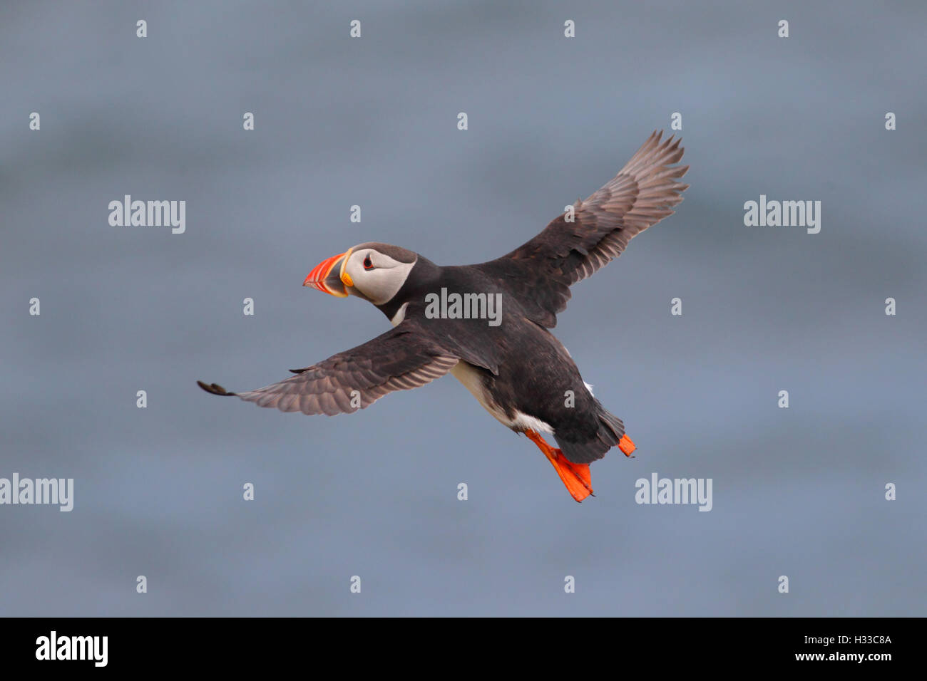 Adult Atlantic Puffin Fratercula arctica on the Shiants, Outer Hebrides ...