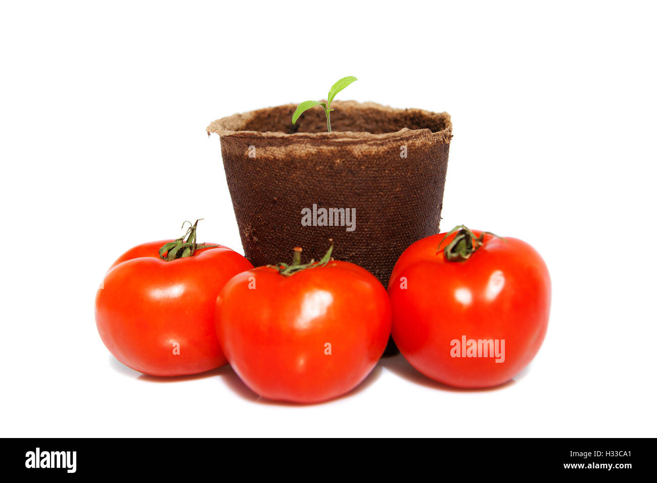 new sprout of tomato and the same vegetables Stock Photo - Alamy