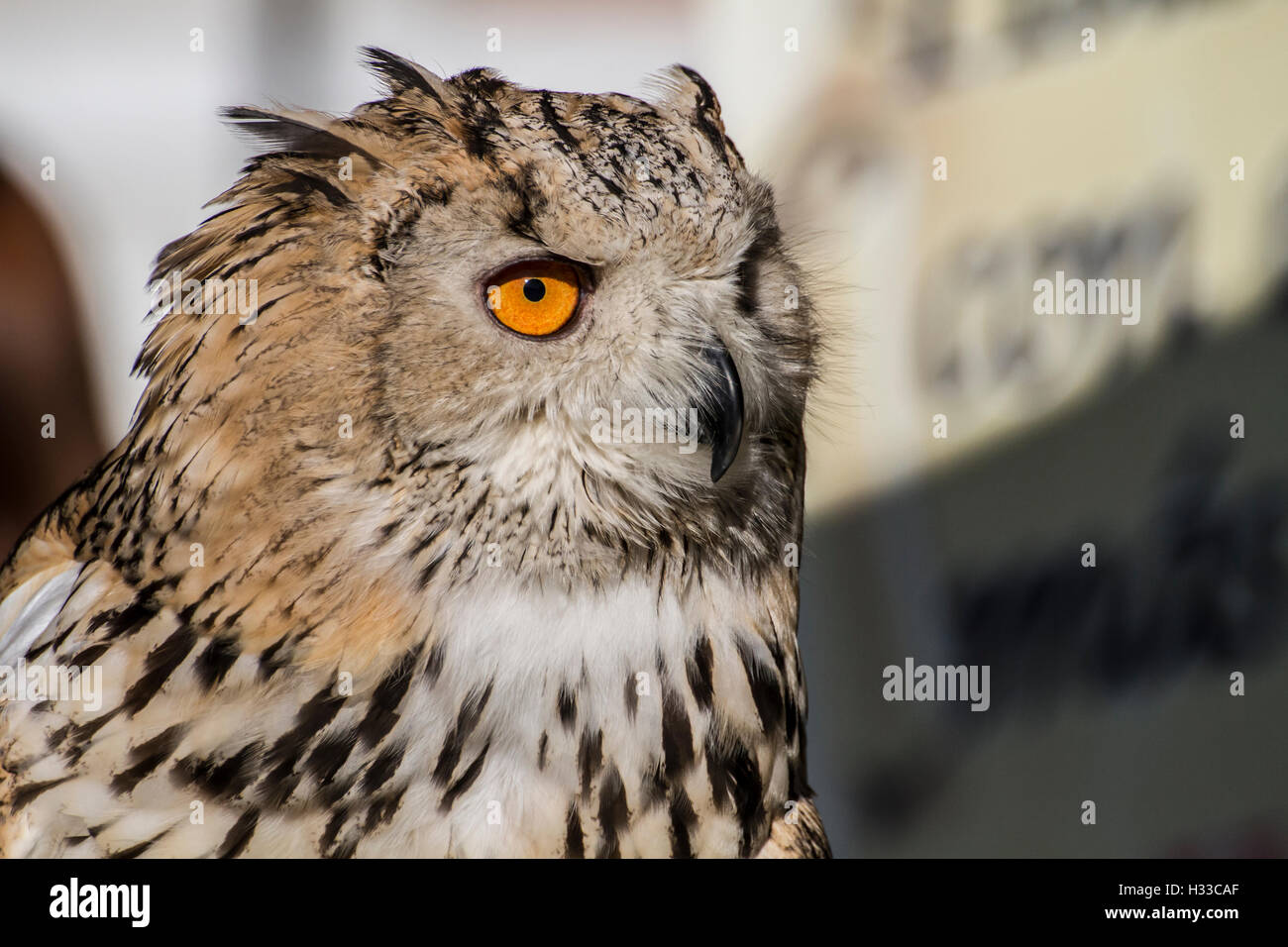 eagle owl, detail of head, lovely plumage Stock Photo - Alamy