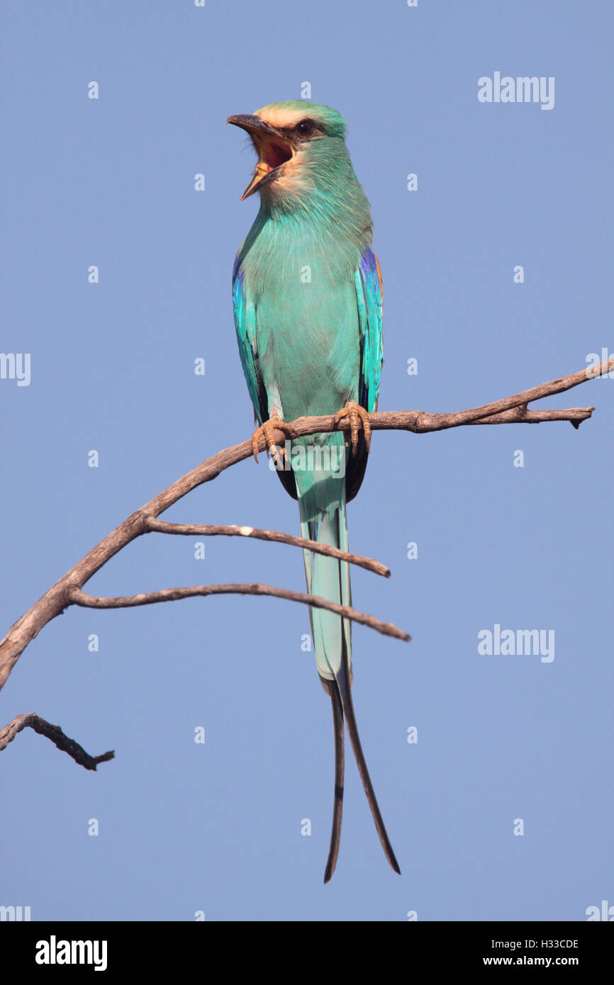 Adult Abyssinian Roller Coracias abyssinicus perched in a tree in the ...