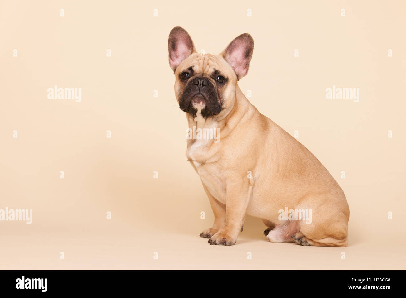 Pedigree french bulldog hi-res stock photography and images - Alamy
