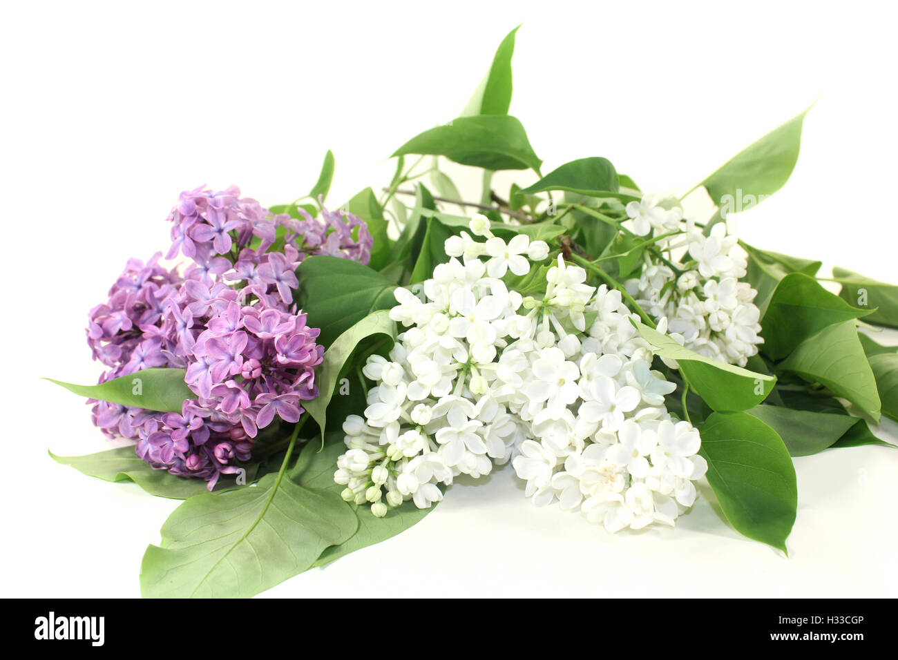 Purple elder tree hi-res stock photography and images - Alamy