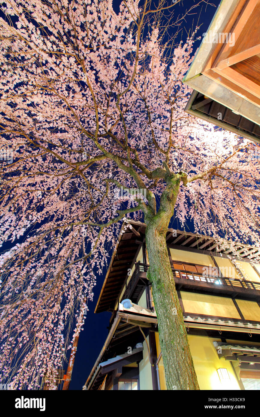 Sakura tree and wooden building from low angle Stock Photo - Alamy