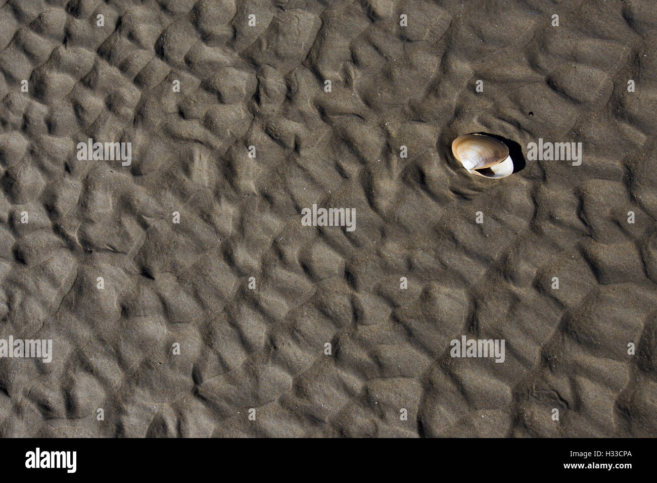 Sand background at Cape Cod, USA Stock Photo - Alamy