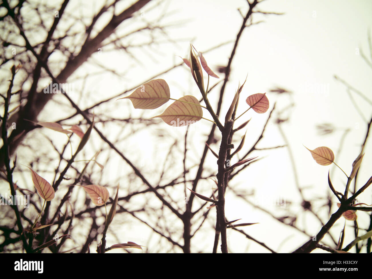 Dried tree and leaf with retro filter effect Stock Photo - Alamy