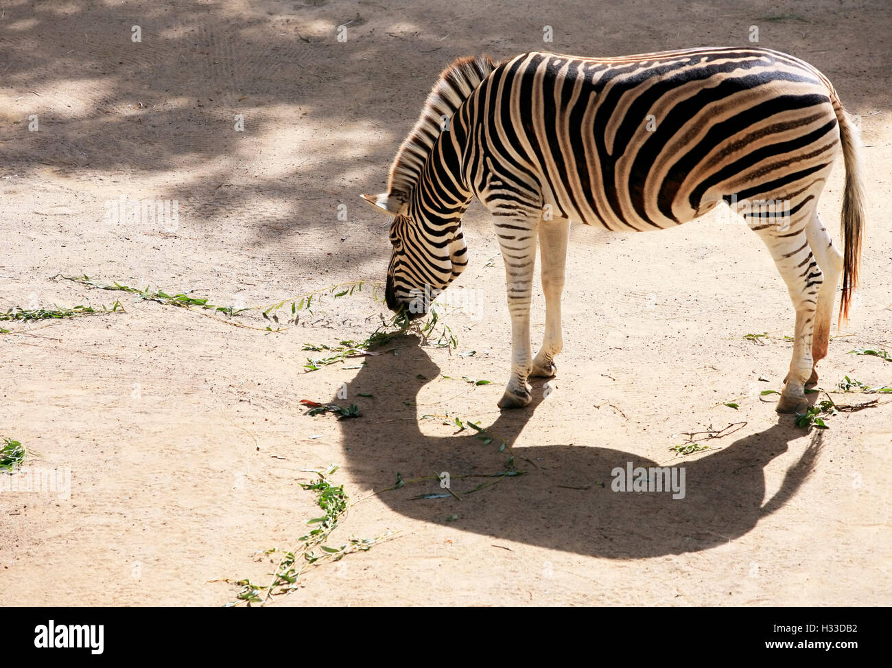 Zebra shadow africa hi-res stock photography and images - Alamy
