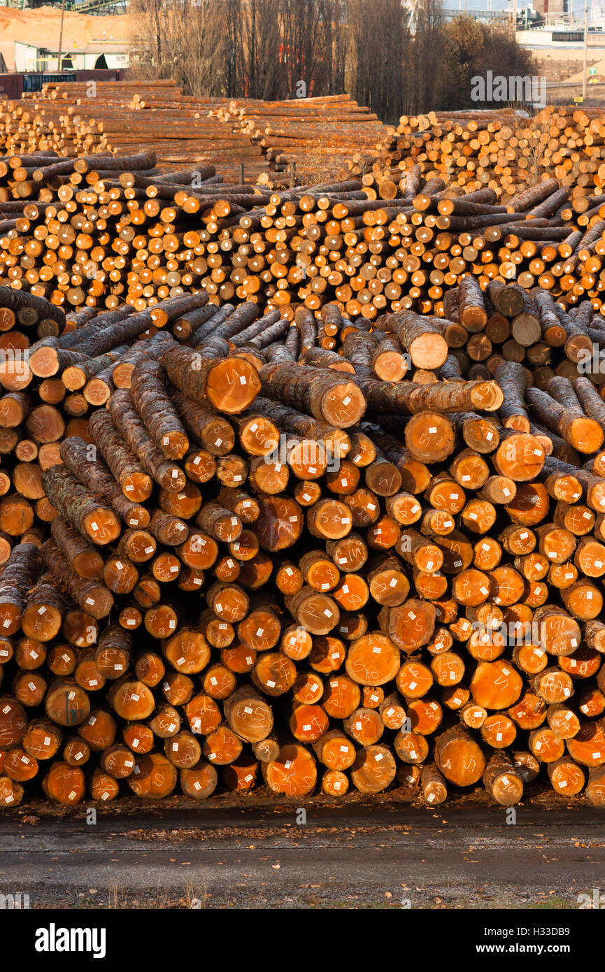Log Ends Wood Rounds Cut Measured Tree Trunks Lumber Mill Stock Photo ...