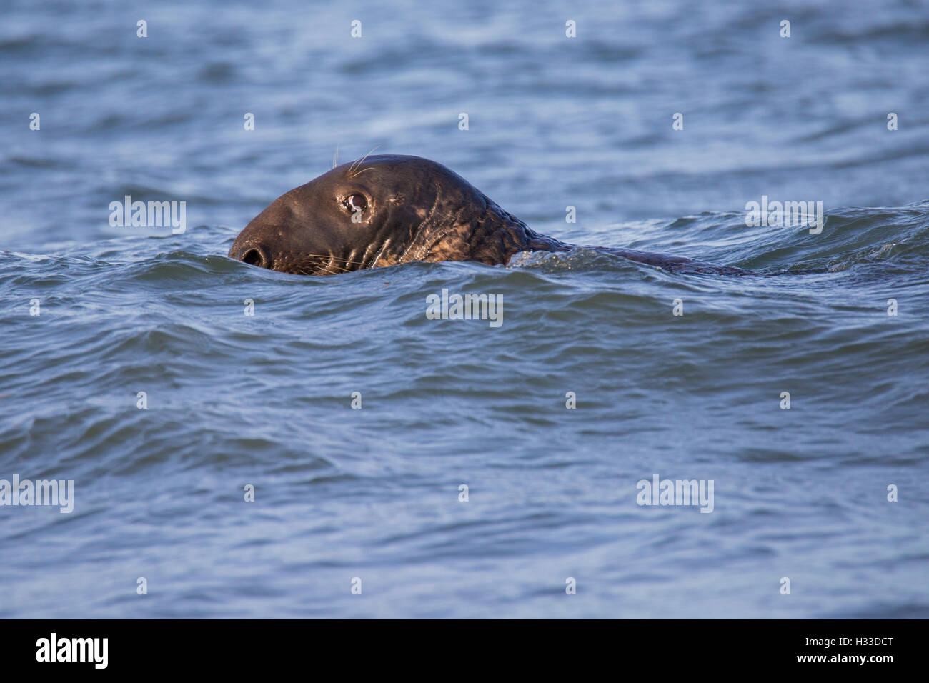 Gray Seal Cape Cod High Resolution Stock Photography and Images - Alamy