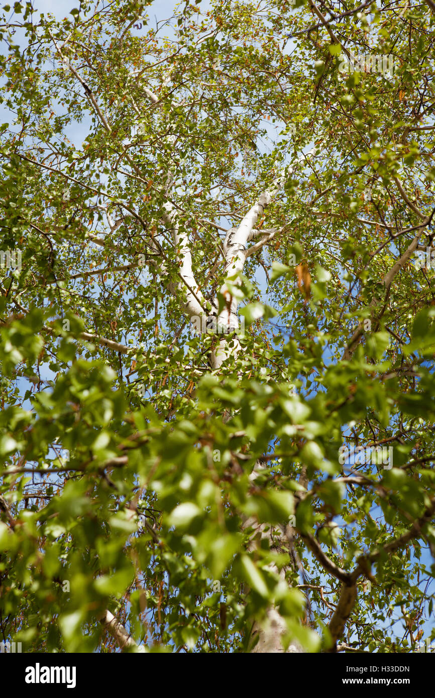 birch in spring Stock Photo - Alamy