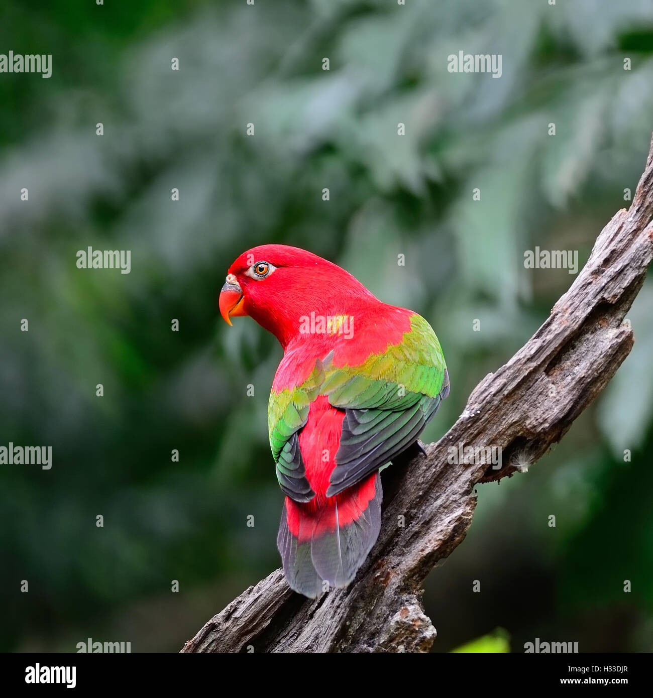 Chattering lory hi-res stock photography and images - Alamy