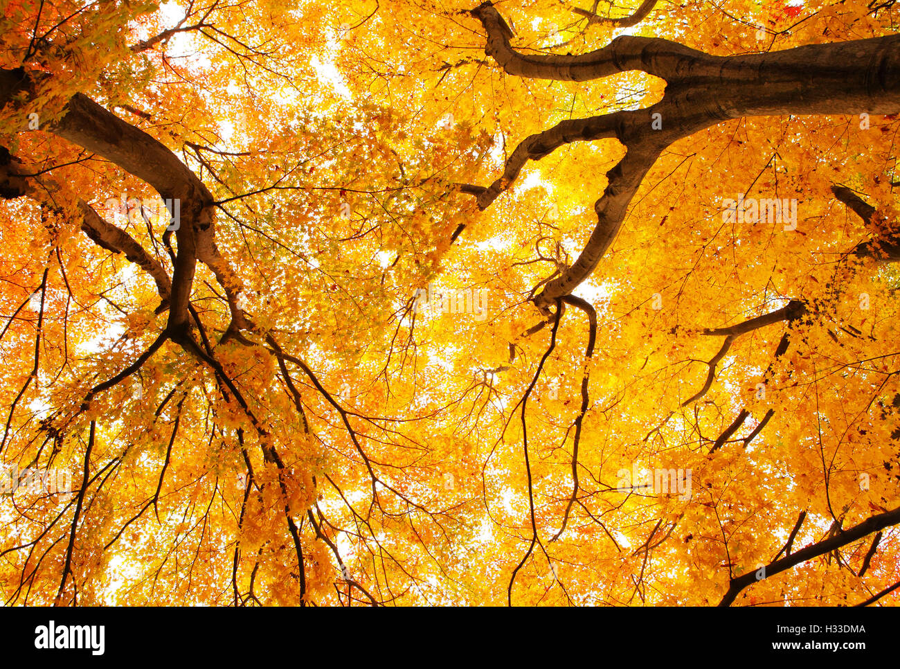Autumn maple tree canopy hi-res stock photography and images - Alamy