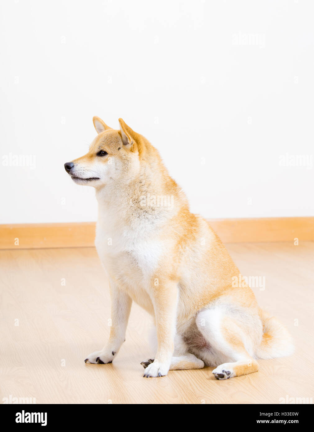 Adorable shiba at home Stock Photo - Alamy