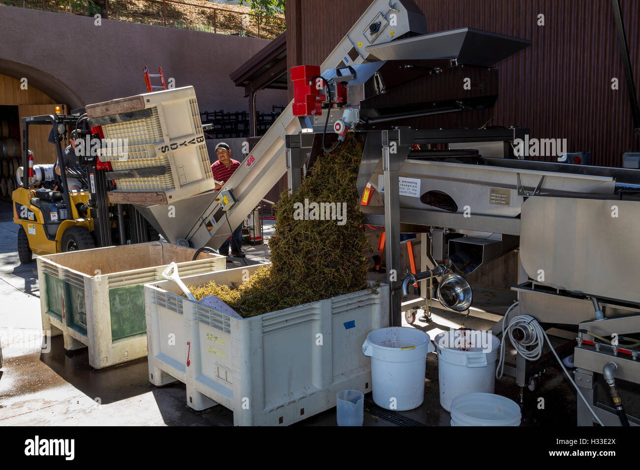 winery worker, destemming grapes, crush pad, B Cellars Vineyards and ...