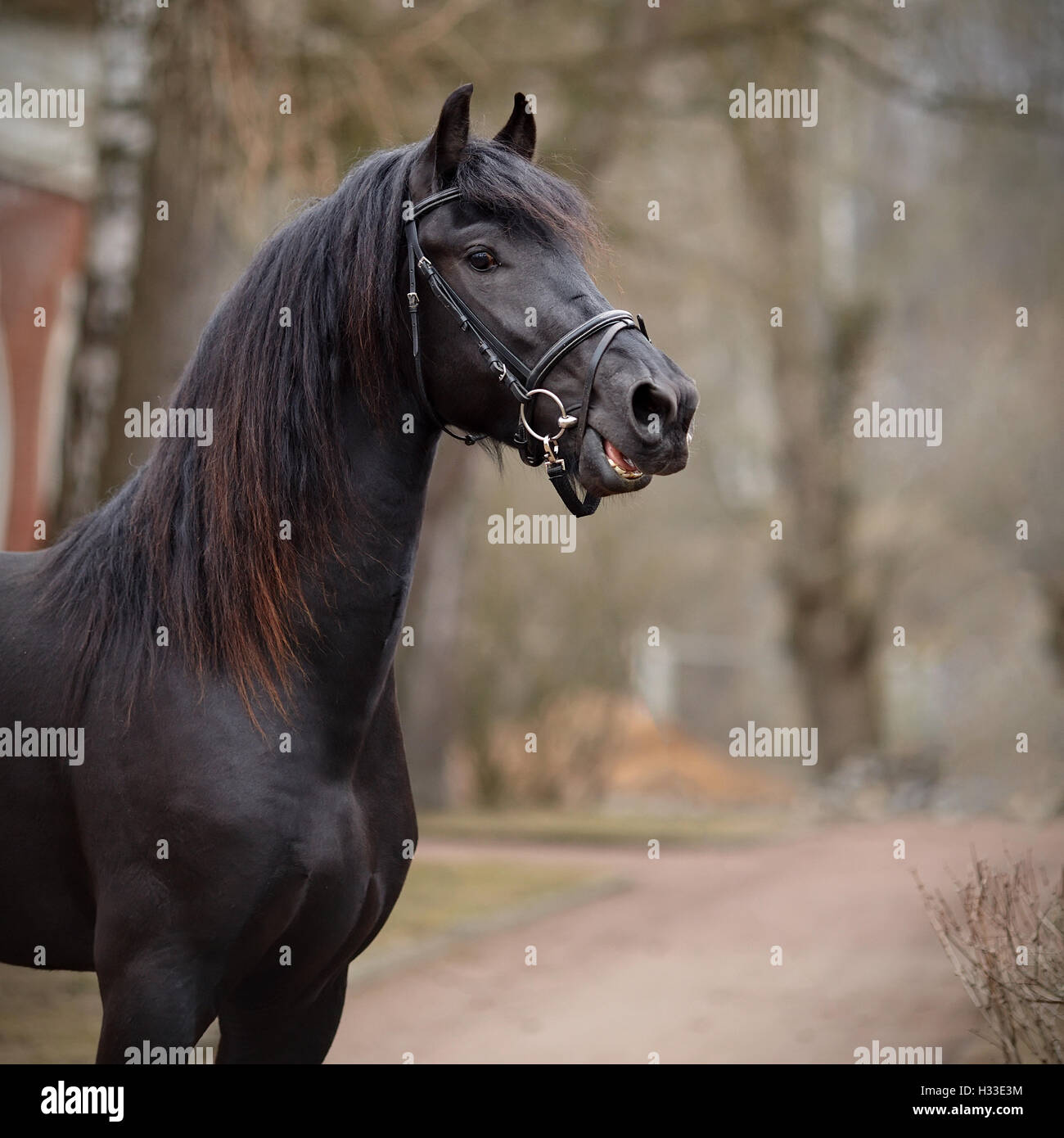 Portrait of a sports black stallion Stock Photo - Alamy