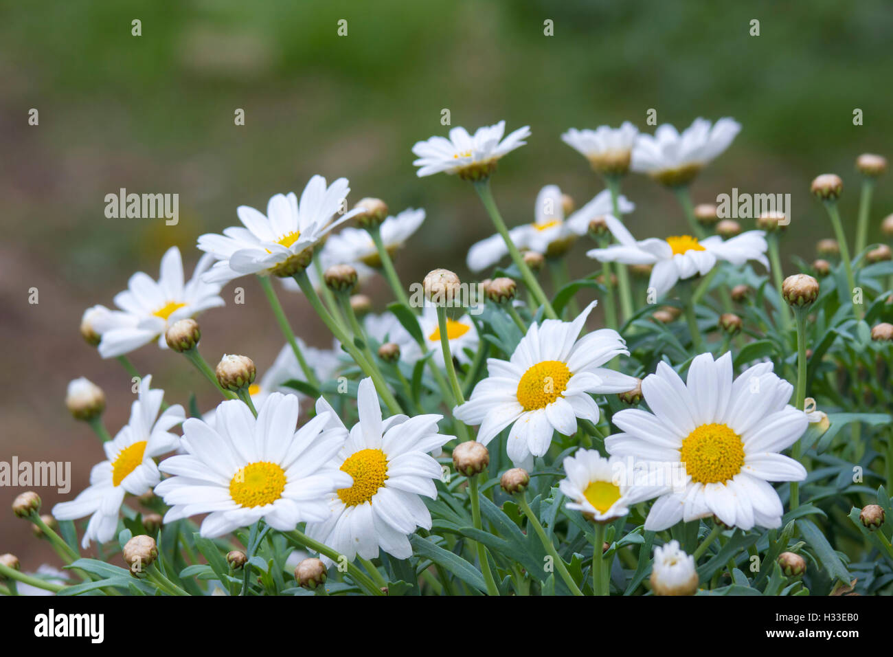 daisies in the nature Stock Photo - Alamy