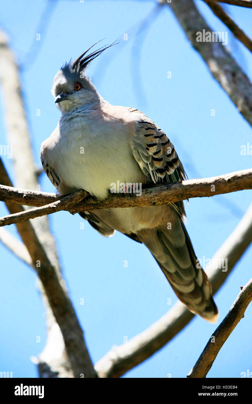 Dove feet hi-res stock photography and images - Alamy