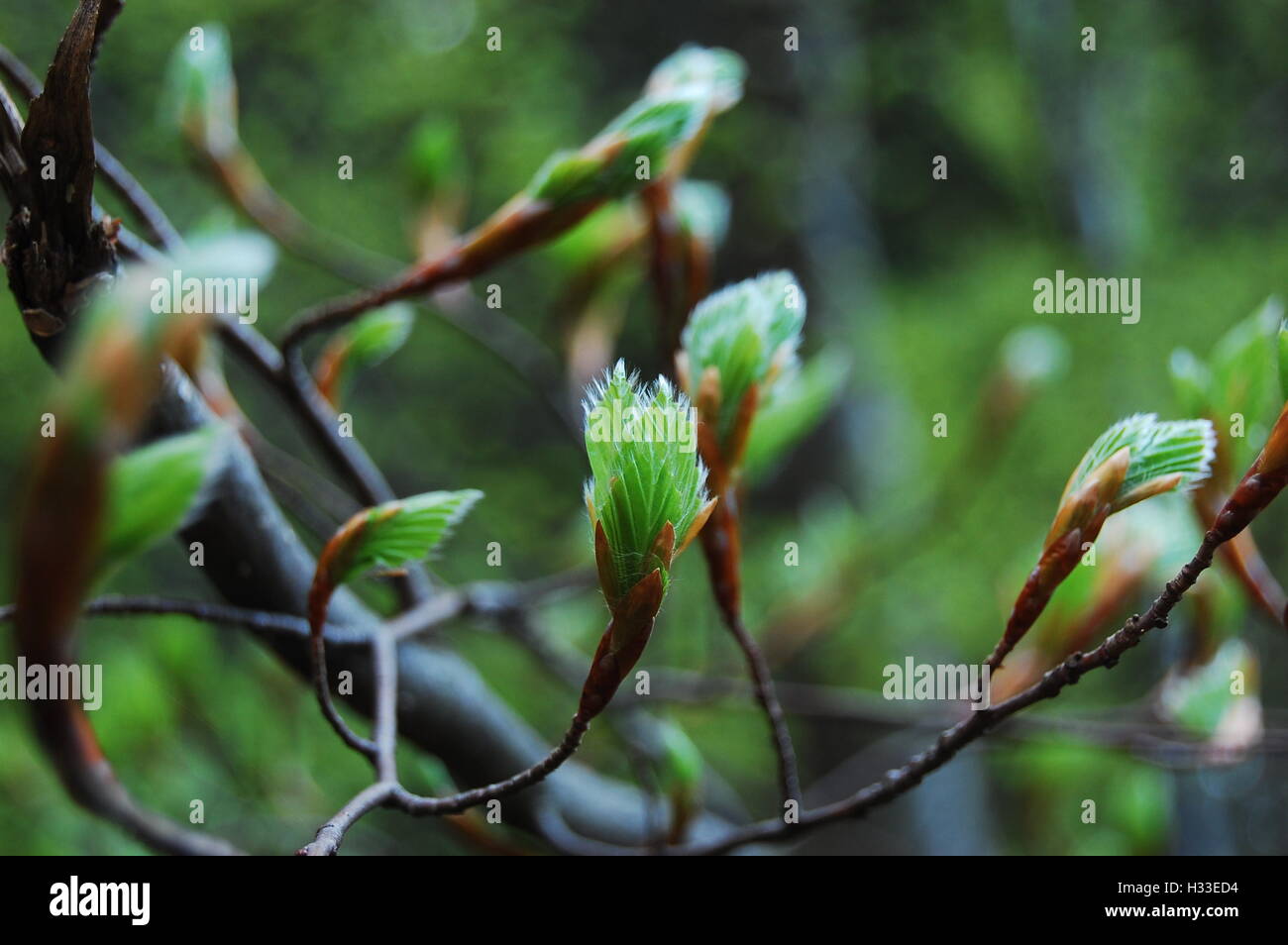 Spring tree hi-res stock photography and images - Alamy