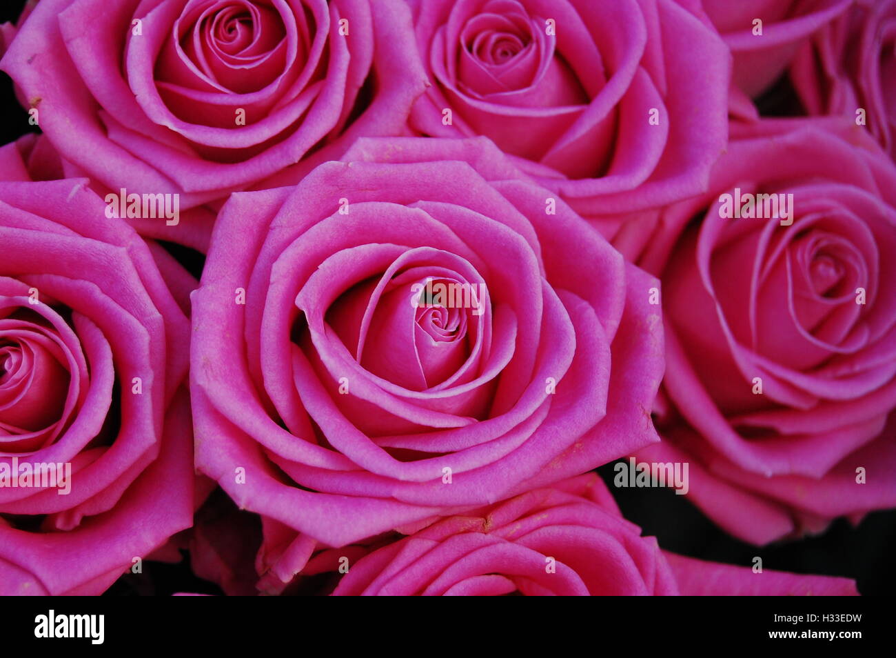 Close-up of pink roses Stock Photo - Alamy