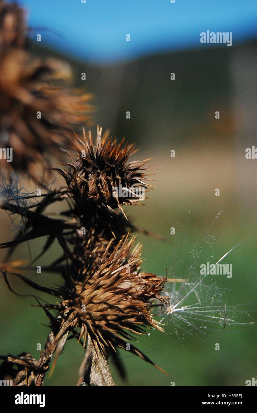 Dried thistle hi-res stock photography and images - Alamy