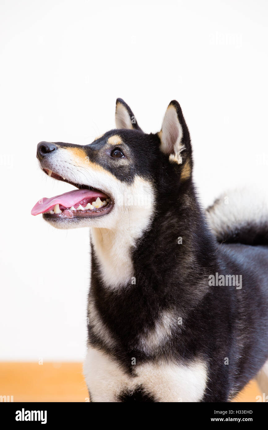 Shiba Inu Breed Profile