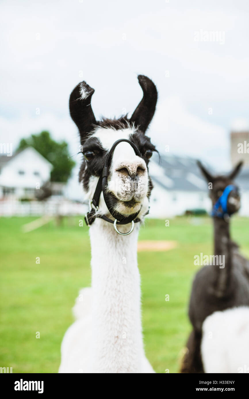 Lama in farm Stock Photo - Alamy